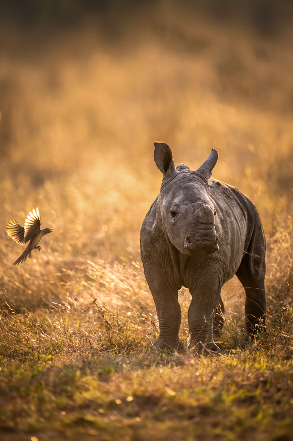 Milele Luxury Lodge & Safari | Grumeti | Singita