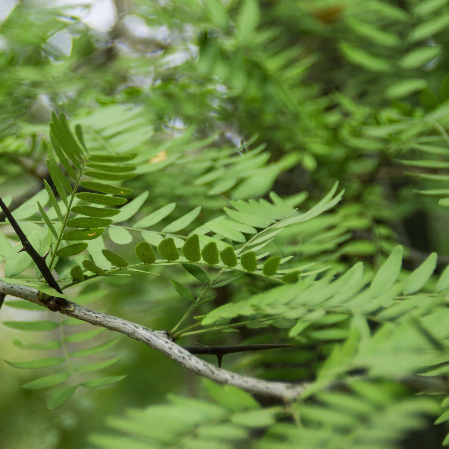 Reopening soon – new-look Mara River Tented Camp embraces its sense of ...