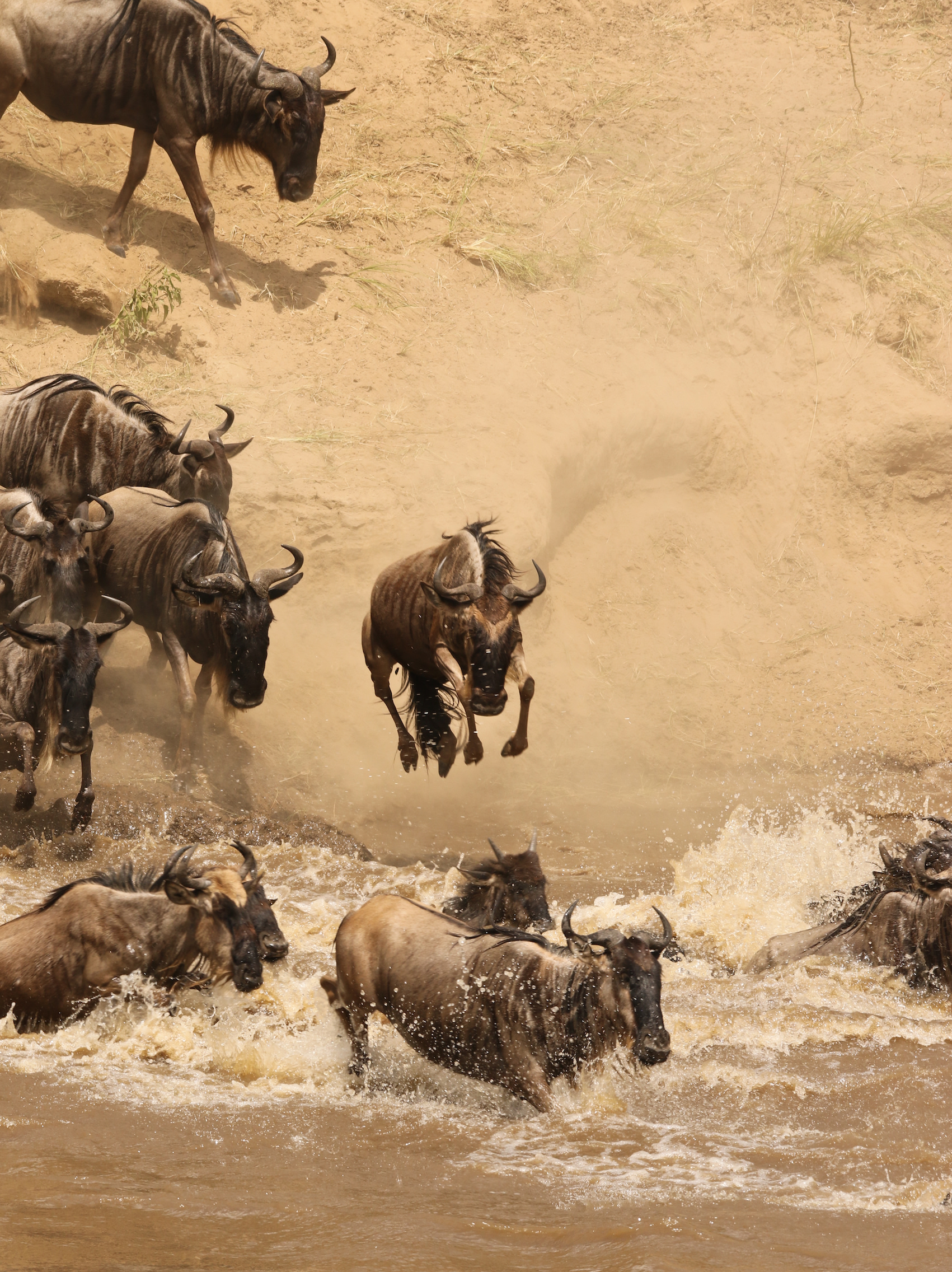 Nature’s most spectacular show – the Great Migration | Singita