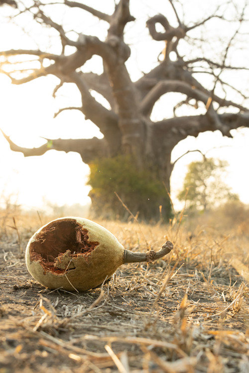 Deeper than the soil – the rich history of the Malilangwe Wildlife ...
