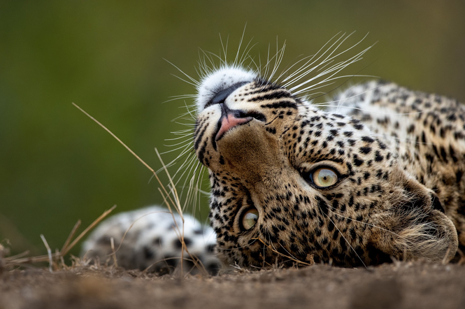 Wildlife Conservation in South Africa | Singita