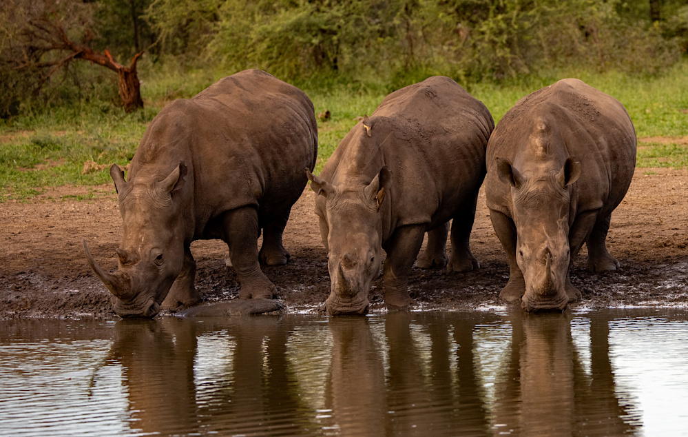 Singita Pamushana Lodge: May 2024 | Singita