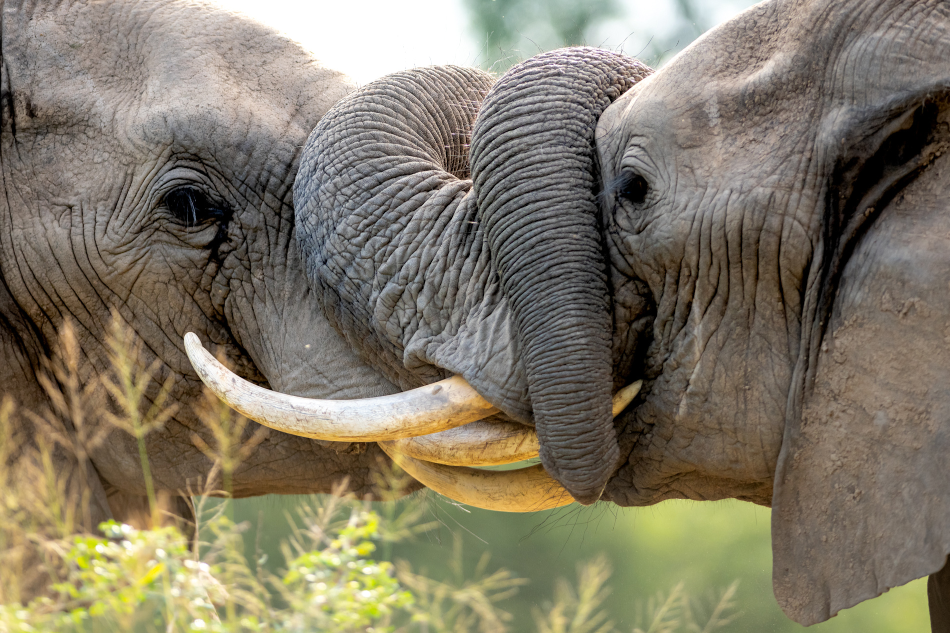 Human-Wildlife Conflict Mitigation | Singita