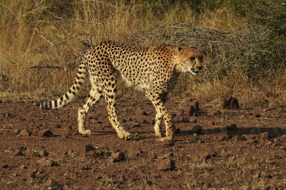 An Amazing Morning | Singita