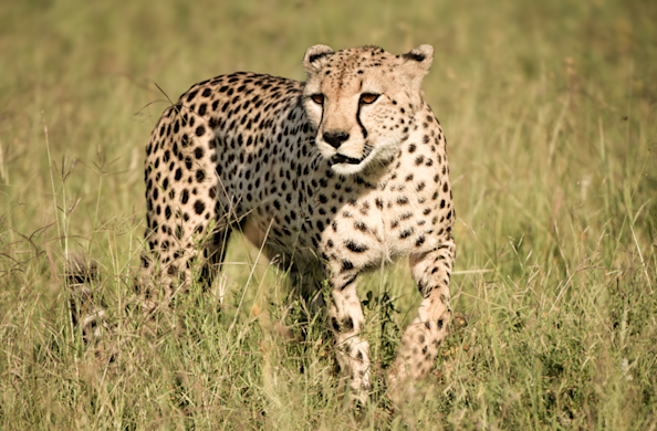 Cheetah on the High Ground | Singita
