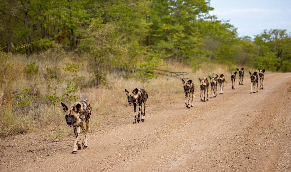 Marching into Battle | Singita