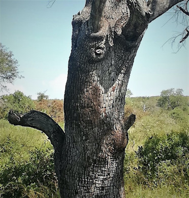 The Leadwood Tree | Singita