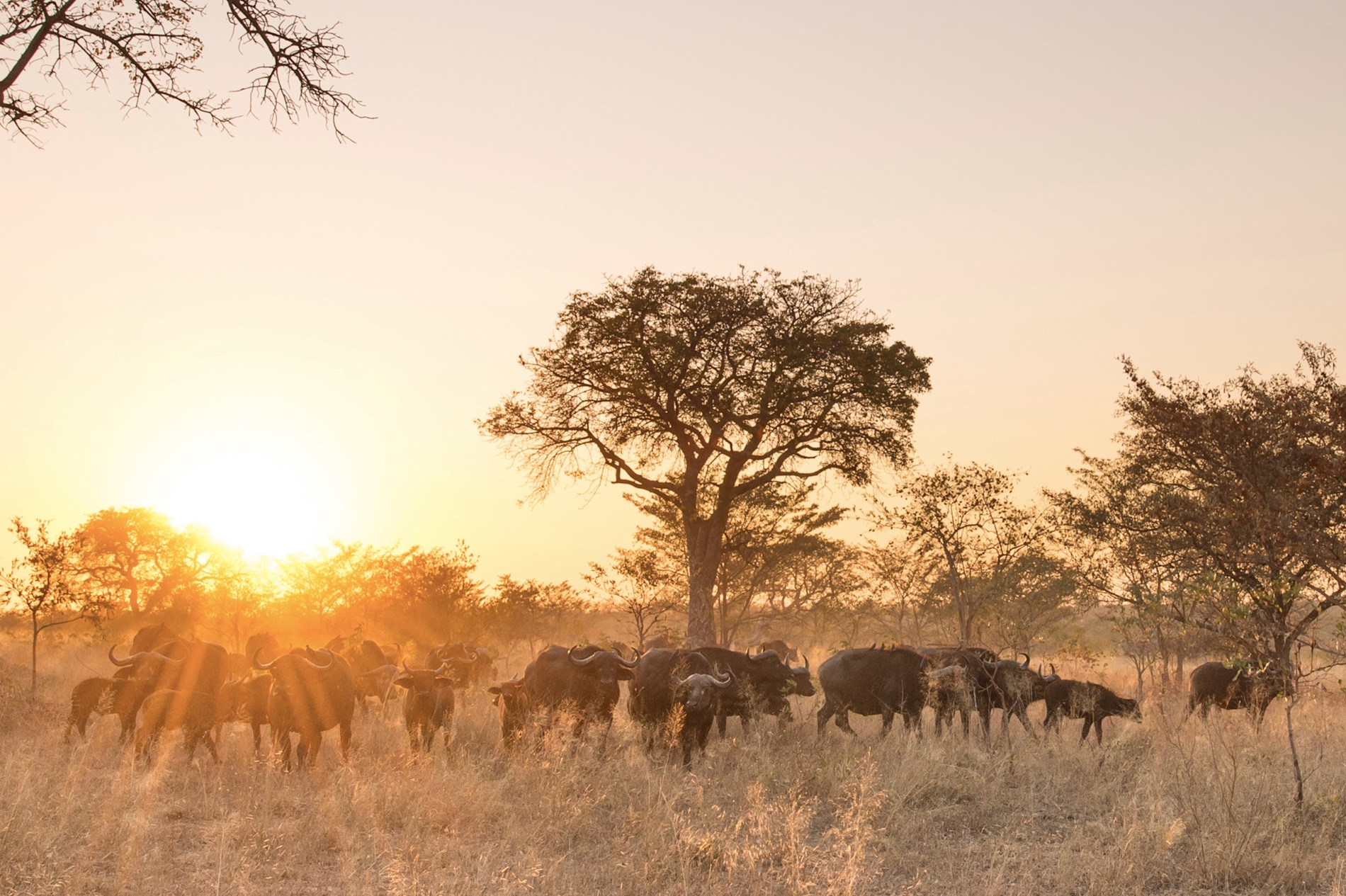 Land Use and Wildlife | Singita