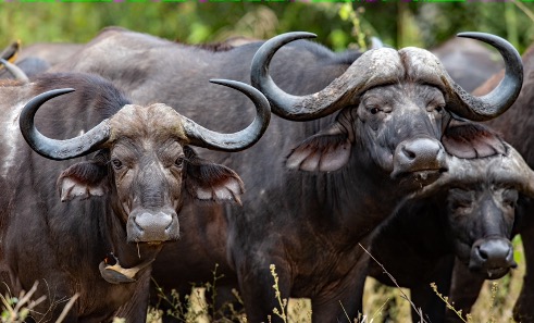 Buffalo horns | Singita