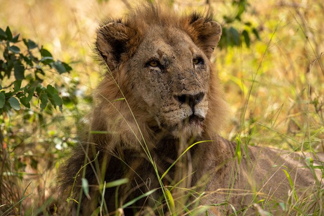 Habituating the Nduna pride | Singita