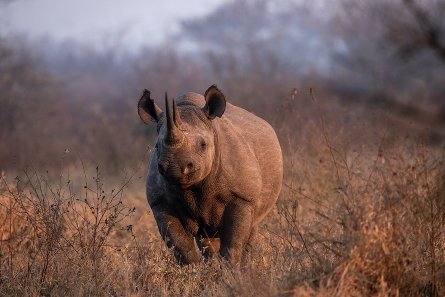 Front end loader black rhino encounter | Singita