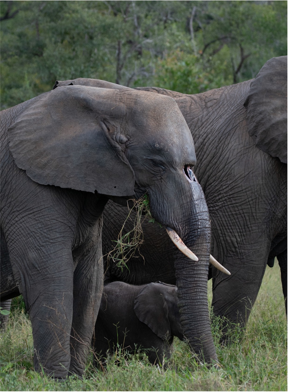 An extraordinary elephant | Singita