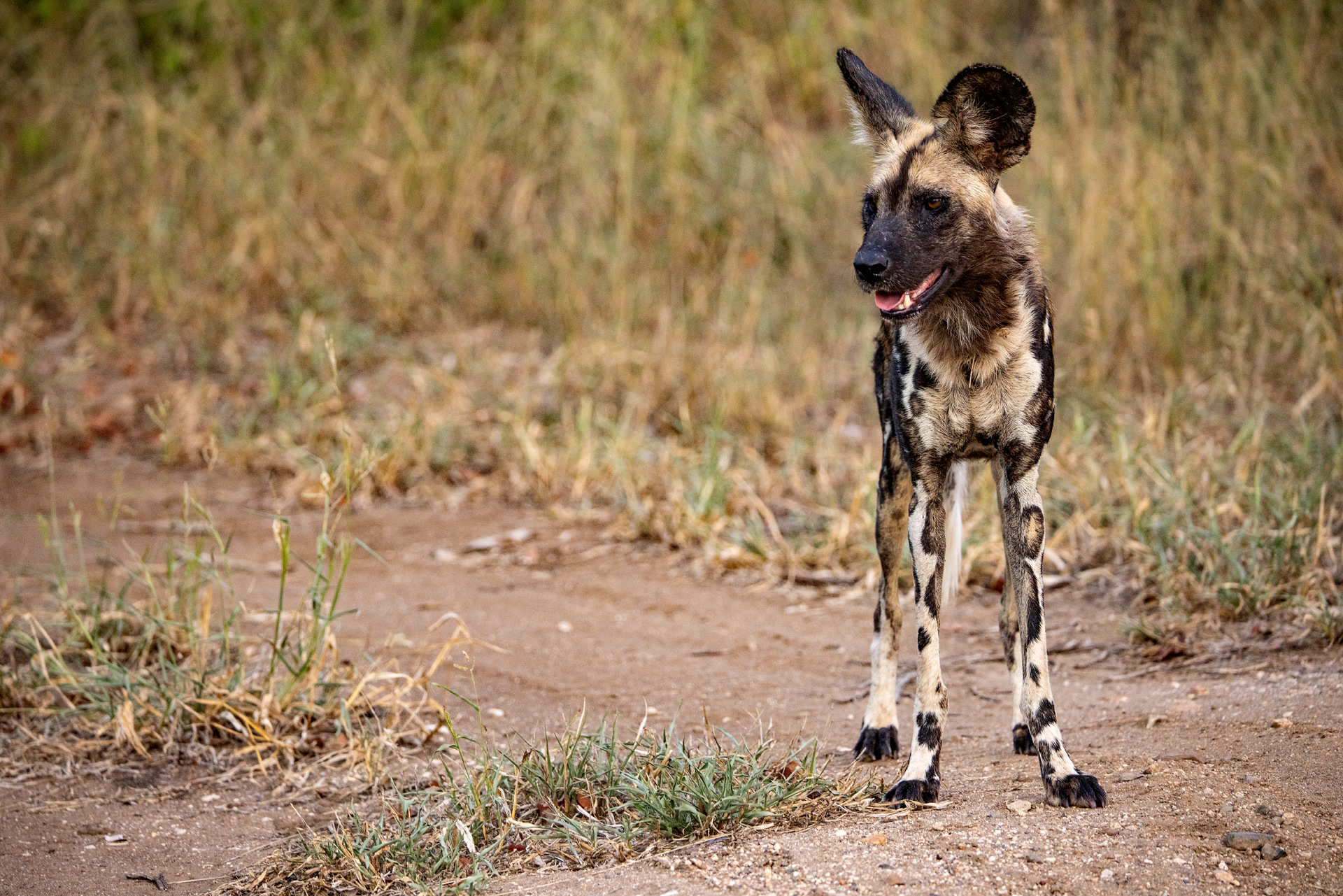 Marching into Battle | Singita