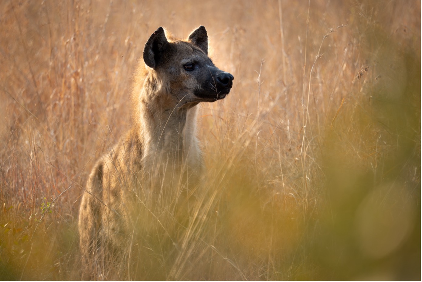 Kruger National Park: July 2025 | Singita