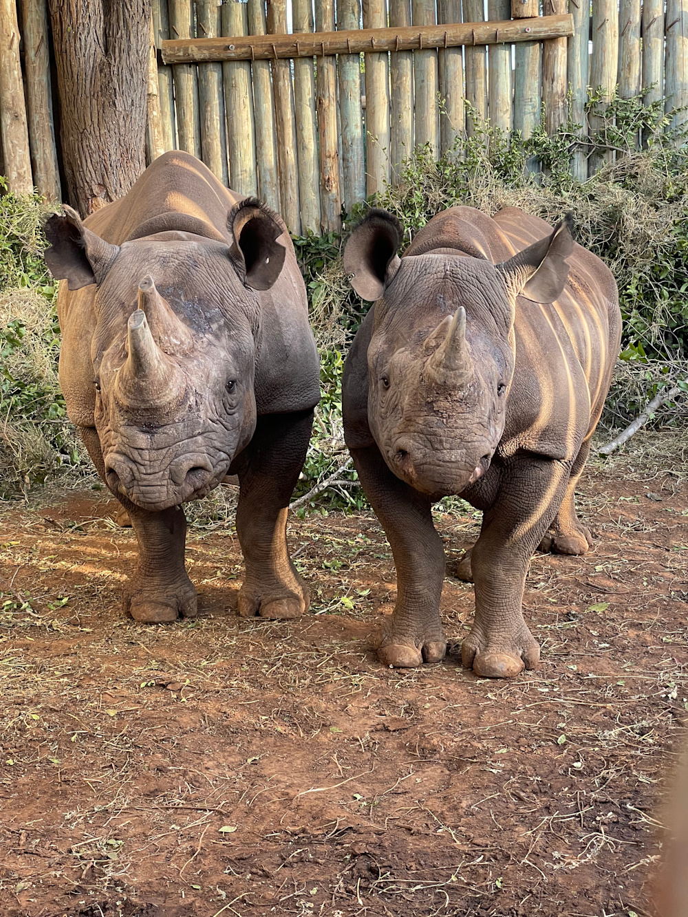 Critically Endangered Black Rhino returned to Gonarezhou after 27 years ...
