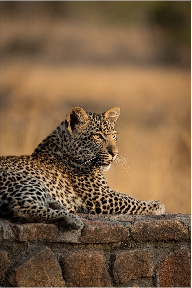 Sabi Sand: September 2025 | Singita