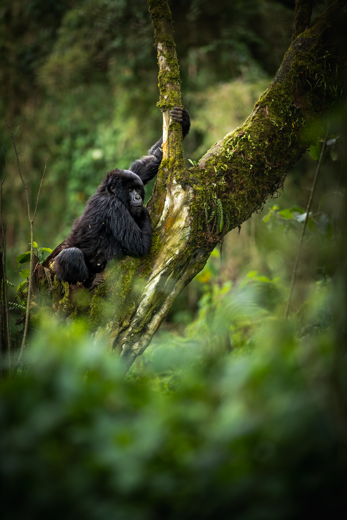 Gorilla Trekking 101 – what you need to know for this once-in-a ...