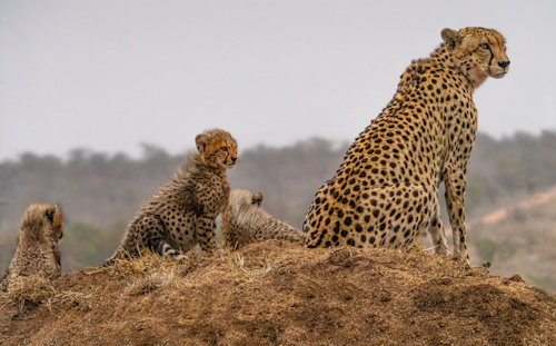 Guest Blog: Eric Taub revisits Ebony three decades later | Singita