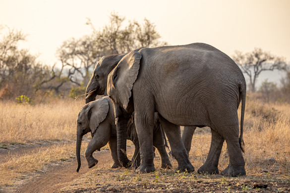 Development of elephants | Singita
