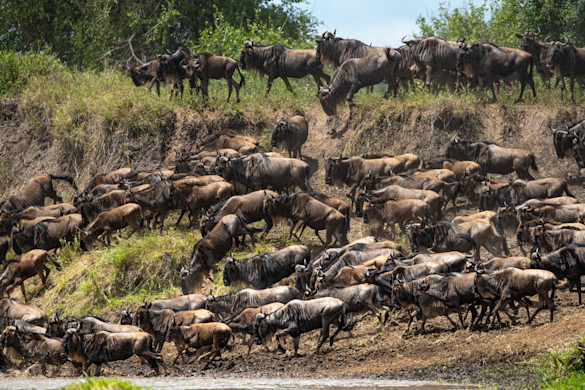 The Great Migration | Singita