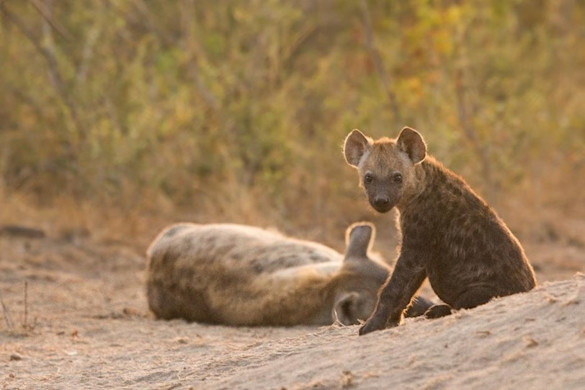 Rank amongst spotted hyenas | Singita