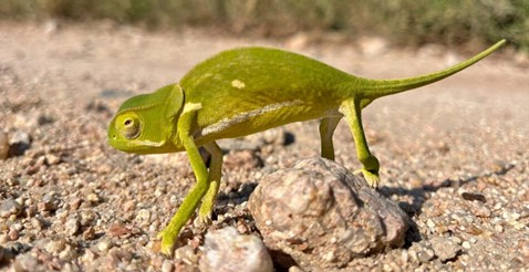 Safari through the eyes of a child | Singita