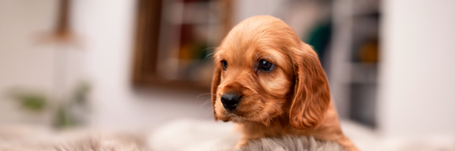 Livet med cocker spaniel-valp | Frågor och svar | Arken Zoo | Arken Zoo