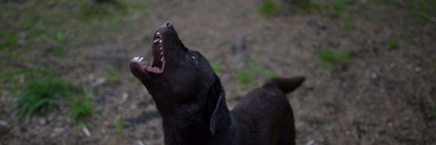 Rabies eli vesikauhu (raivotauti) koiralla | Musti ja Mirri