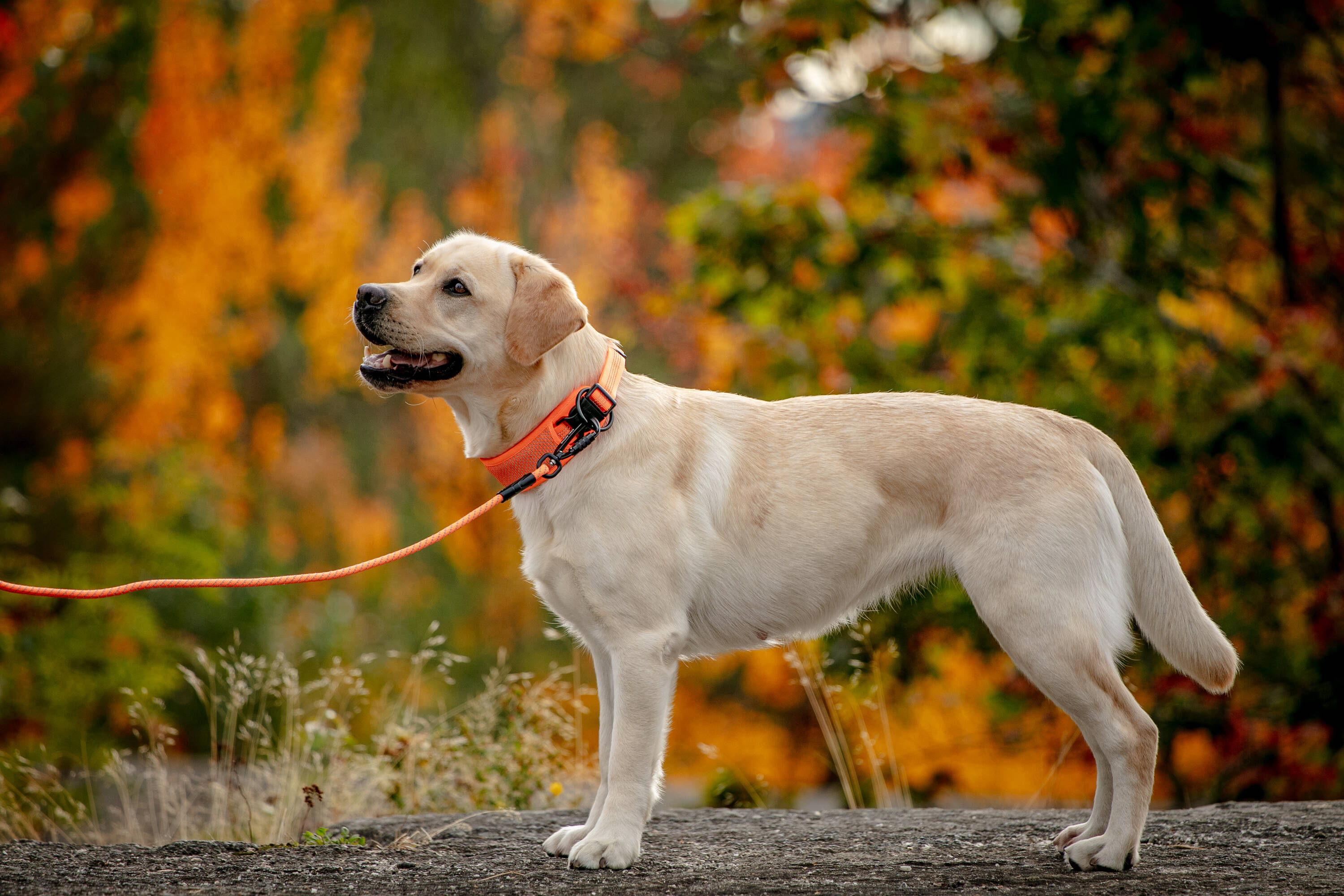 Labrador retriever | Fakta om hunderasen labrador | Musti - Musti