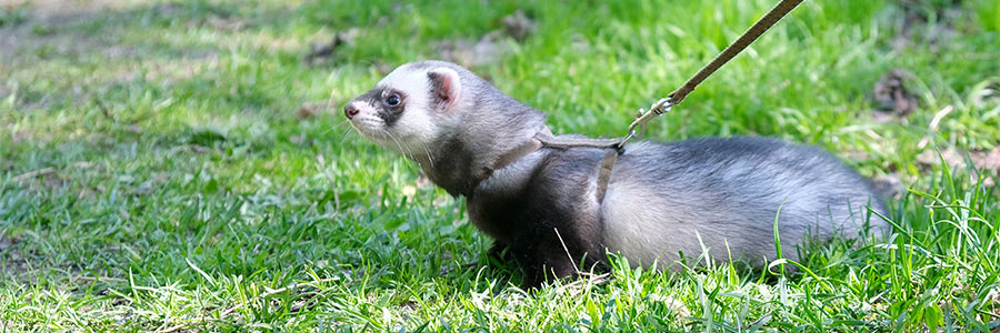 Iller | Fakta och information om husdjuret iller | Arken Zoo