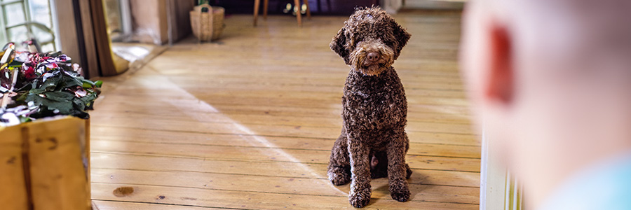 Lagotto romagnolo | Fakta om hundrasen lagotto | Arken Zoo | Arken Zoo