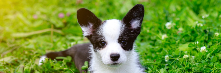 Corgi-valpar | Hur är det att ha en corgi-valp? | Arken Zoo | Arken Zoo