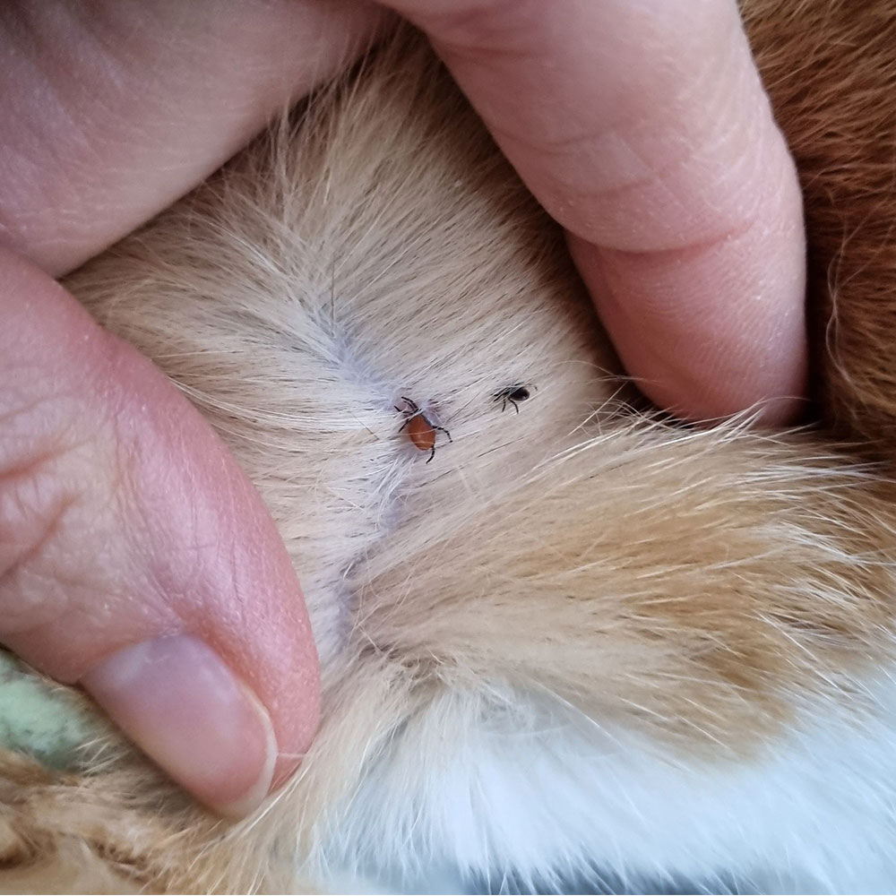 Punkki kissalla – miten ennaltaehkäistä ja toimia oikein?