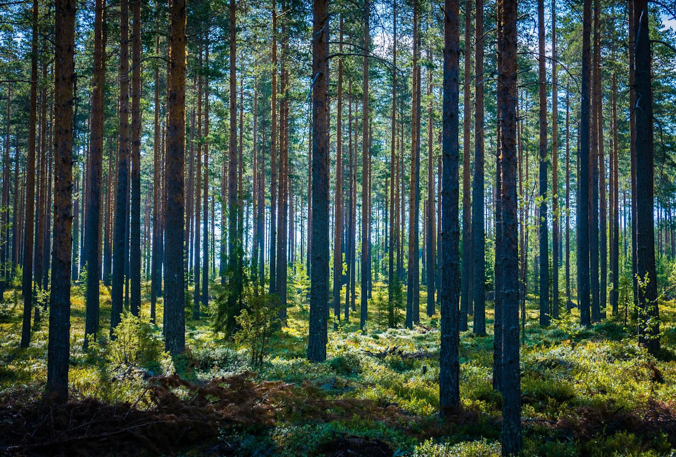 Protecting forests | Neste