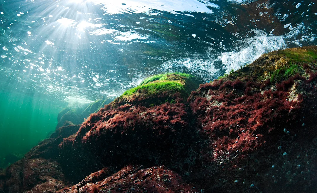 The Baltic Sea – vulnerable and unique | Neste