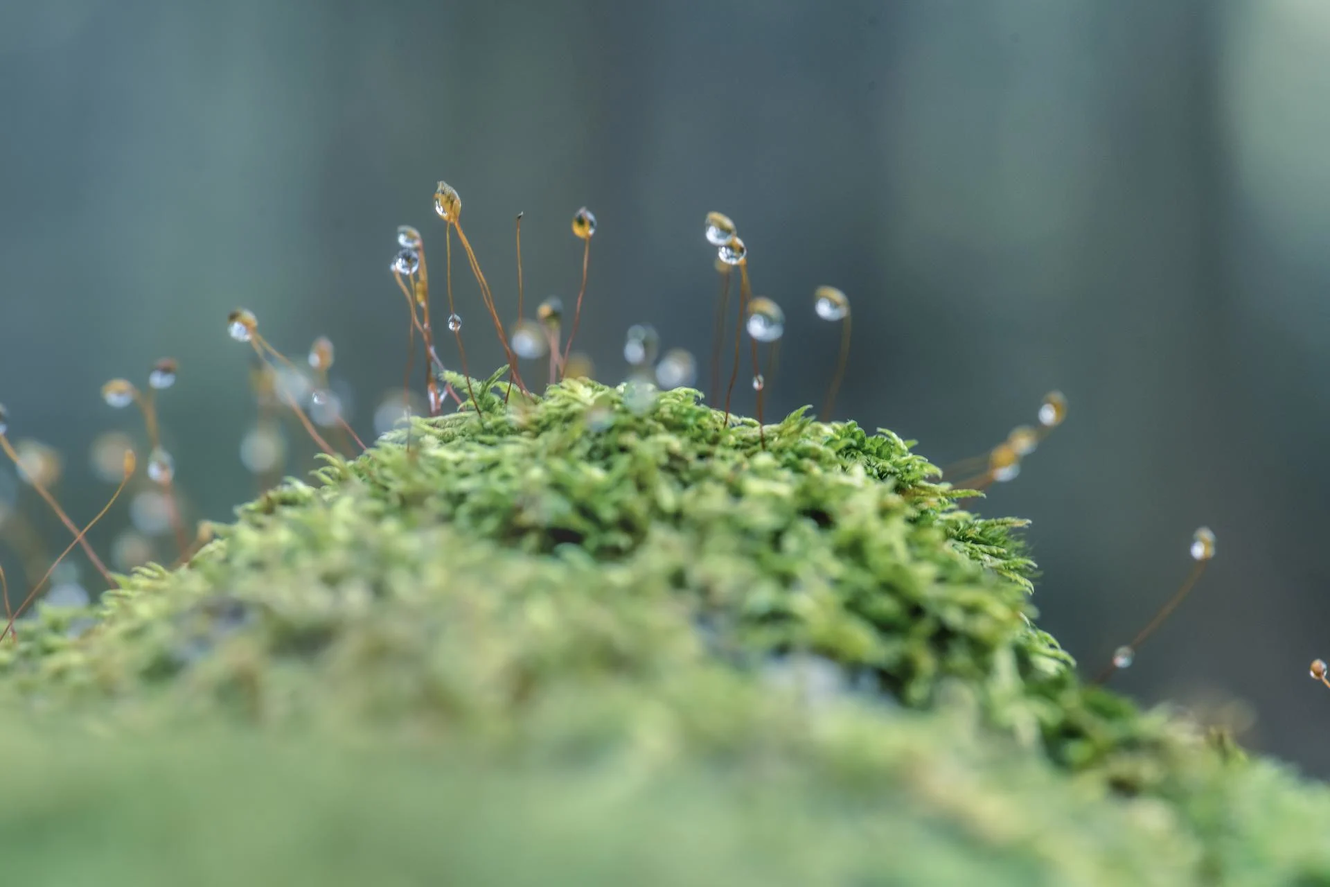 Renewable carbon cycles | Neste