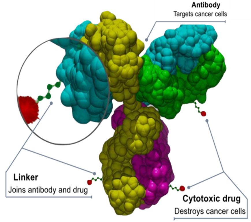 Trastuzumab Deruxtecan Structure