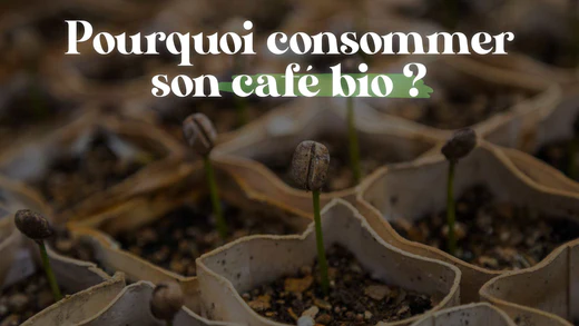 Café bio : pourquoi consommer son café bio ? | Lomi