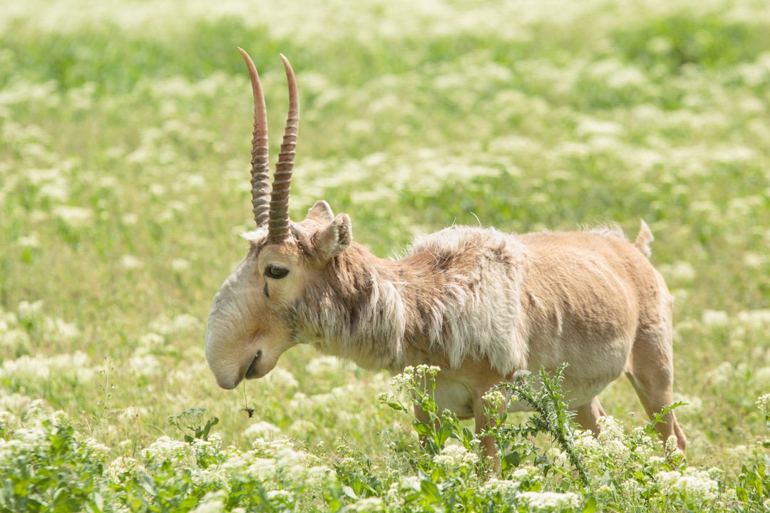 Quiz: Which Weird European Animal Are You? | St Christopher's Inns