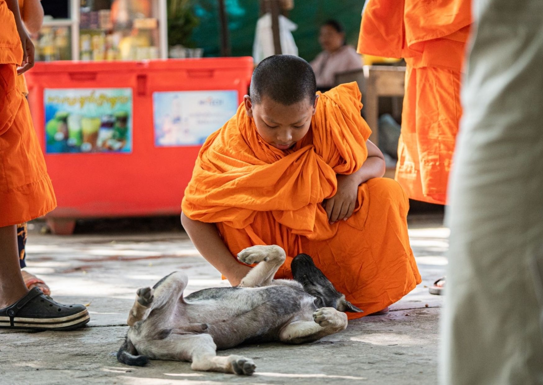 News // Mission Rabies