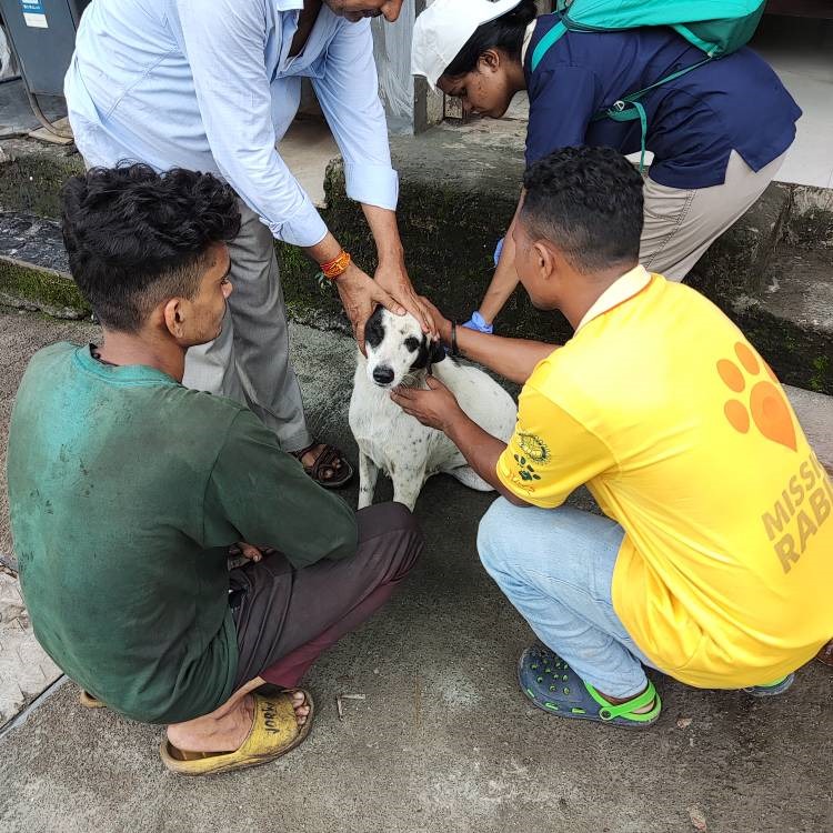 News // Mission Rabies