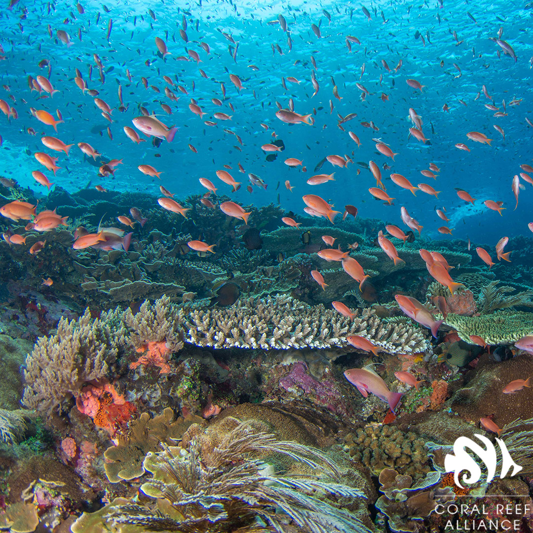 Why We Should Care About the Destruction of Coral Reefs | Wolf & Badger