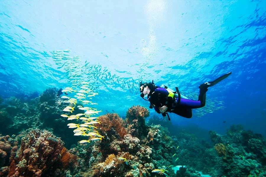 Snorkelen en duiken in de Rode Zee | Ervaar Egypte | Apollo