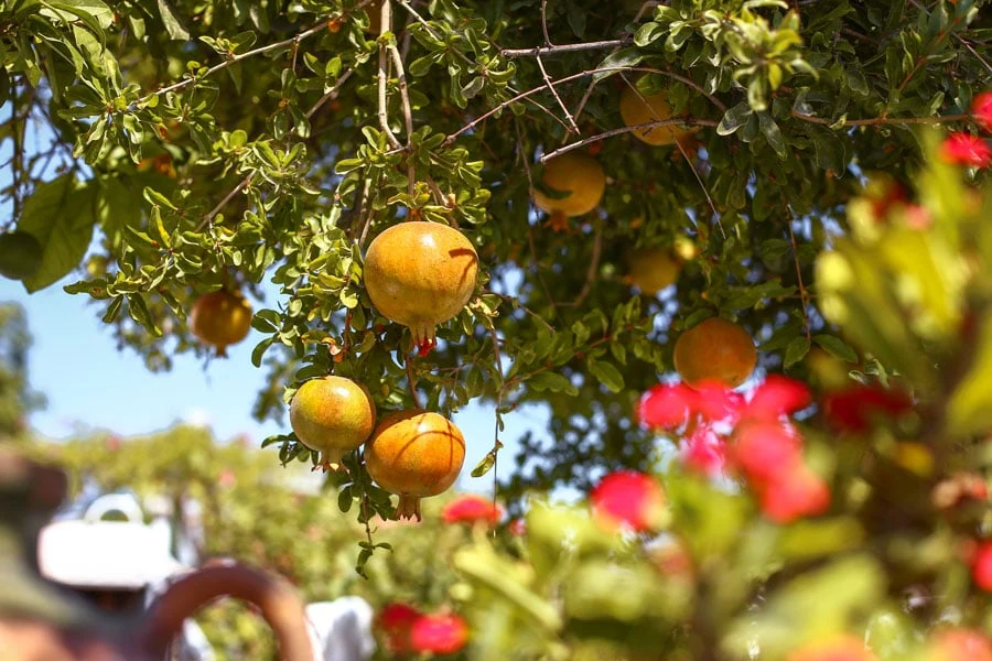 Charterresor till hela världen | Apollo