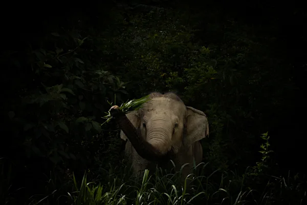 World Animal Protection | Apollo
