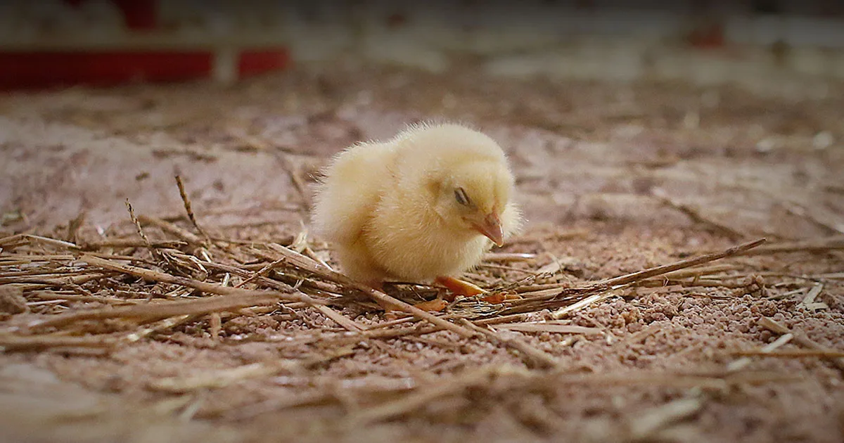The Humane League UK. End animal abuse. Join us today.