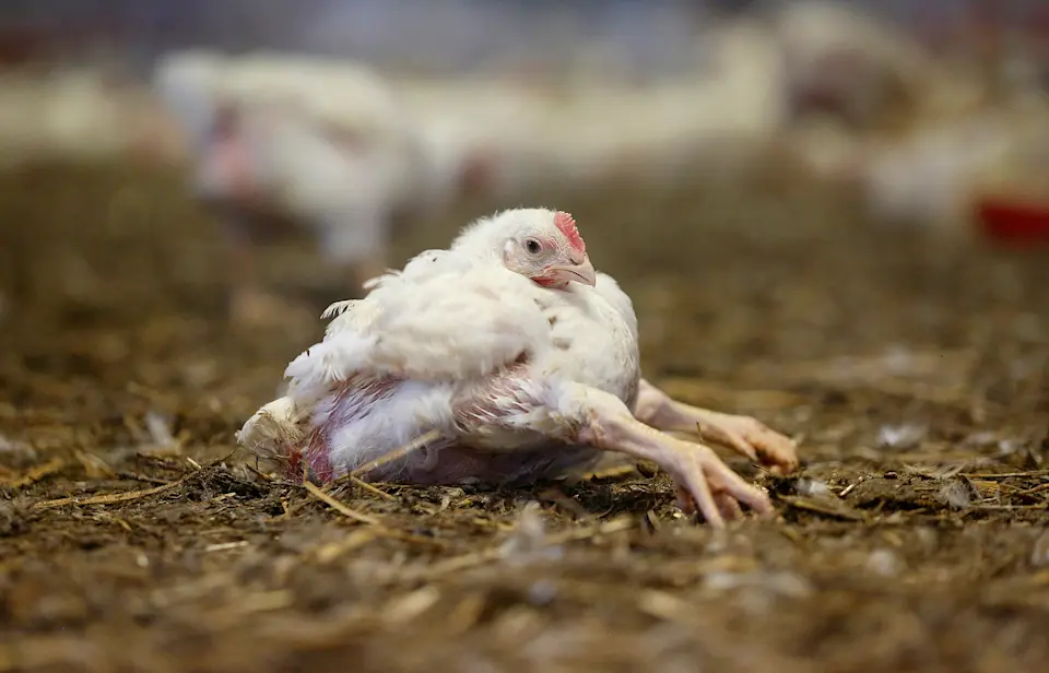 Chicken Selective Breeding: What Is It & What Are The Risks?