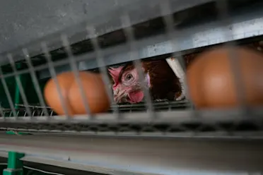 The Humane League