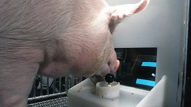 Pig Intelligence: Are Pigs as Intelligent as Dogs?