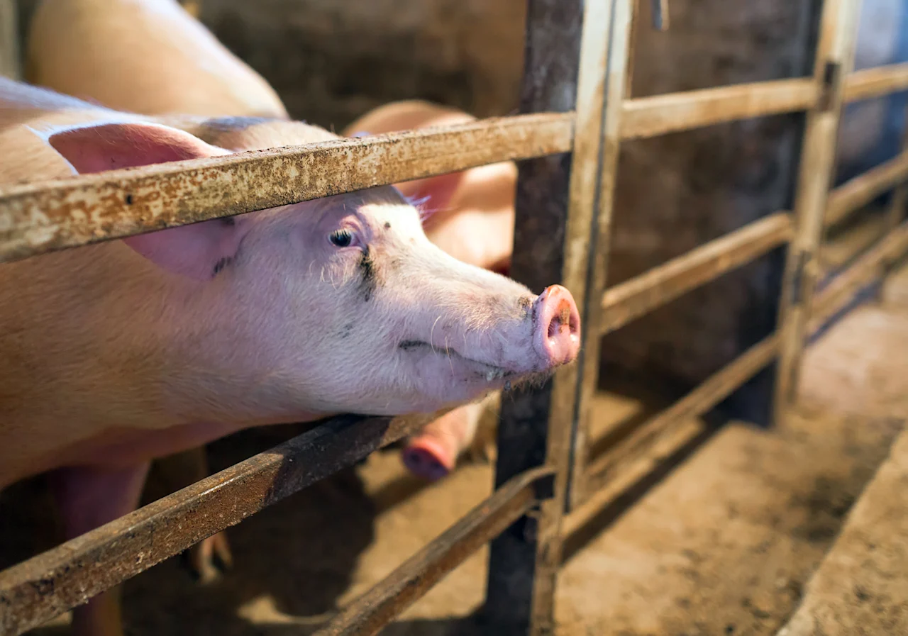 What Is A CAFO (Concentrated Animal Feeding Operation)?